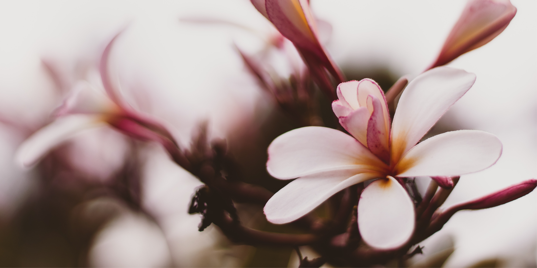 Simple Cremation Services in Indianapolis, IN: Direct Cremation Costs ...